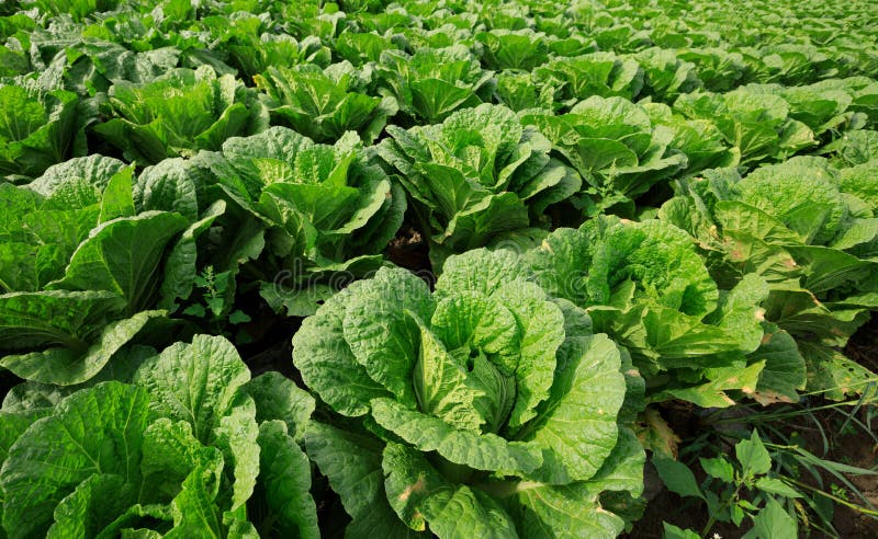 Chinese cabbage crops stock photo. Image of garden, farmland - 105481492