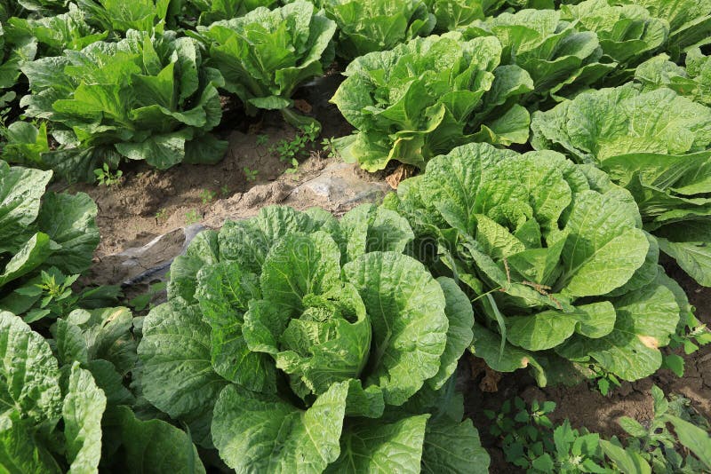 Chinese cabbage crops stock photo. Image of natural - 105481694