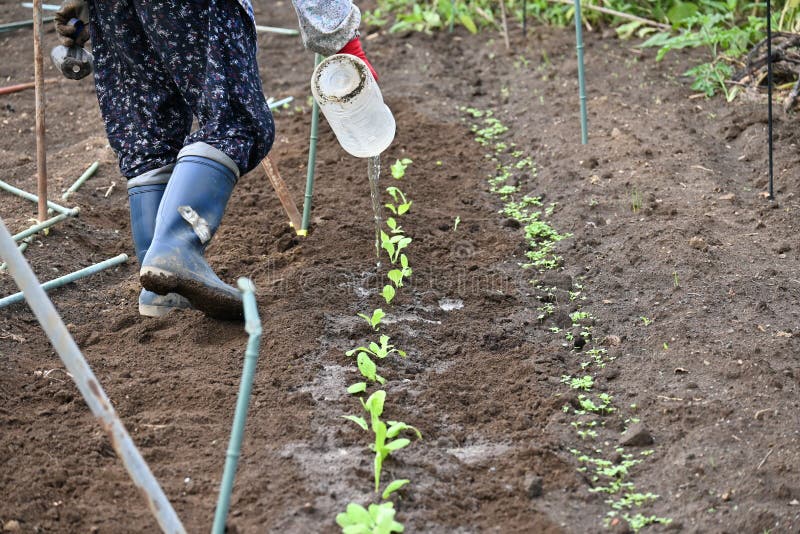 Bug Repellent Nets Stock Photos - Free & Royalty-Free Stock Photos from ...