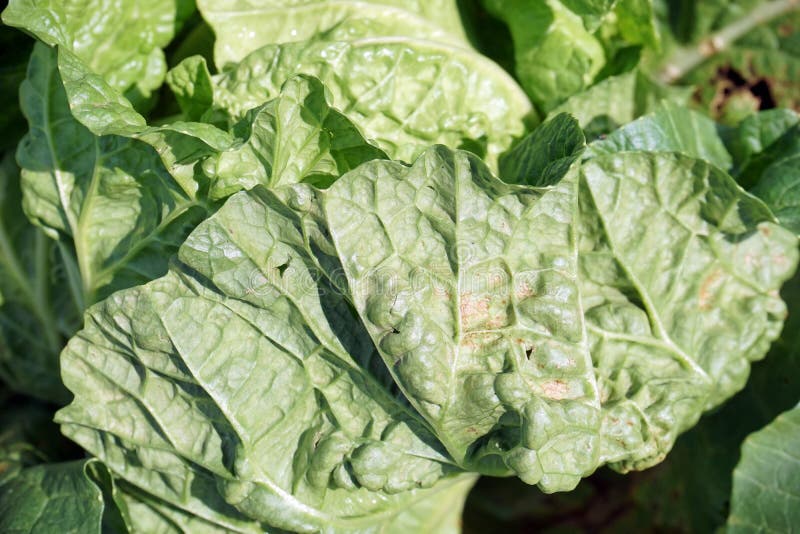 Chinese Cabbage Disease Symptom on Leaf Stock Photo - Image of field ...