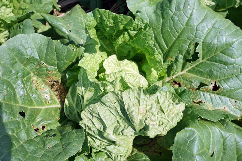 Chinese Cabbage Disease Symptom on Leaf Stock Image - Image of ...