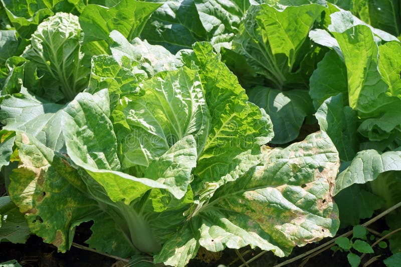 Chinese Cabbage Disease Symptom on Leaf Stock Image - Image of garden ...