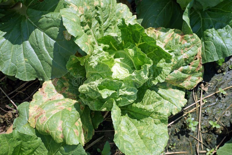 Chinese Cabbage Disease Symptom on Leaf Stock Photo - Image of ...