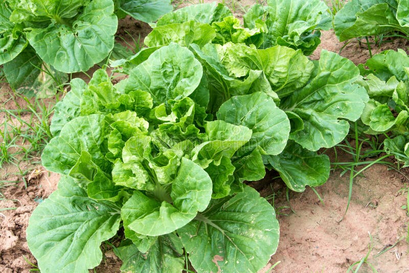 Chinese Cabbage stock image. Image of garden, land, holding - 47225715