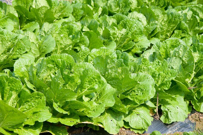 Chinese cabbage farm stock photo. Image of garden, crop - 48980230