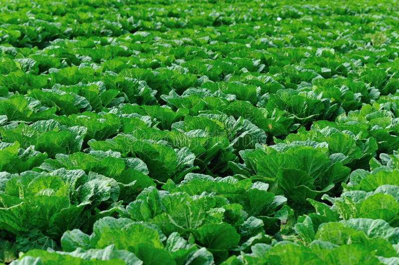 Chinese cabbage at field stock image. Image of chinese - 105467401