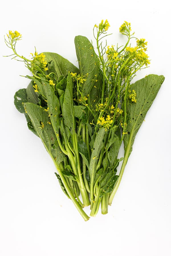 Flowers of a Bok Choy Plant with Bees Stock Image - Image of foliage ...