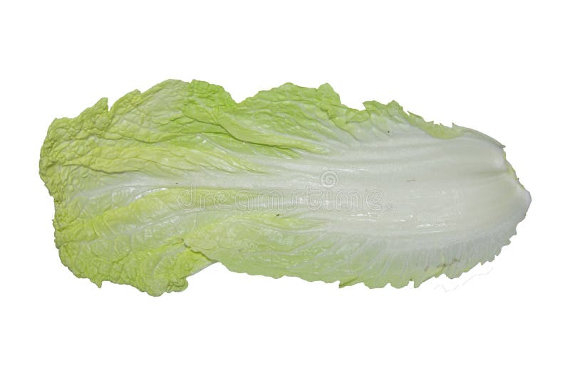 Chinese cabbage fresh stock photo. Image of green, leaf - 233212906