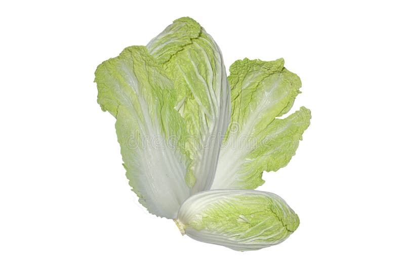Chinese cabbage fresh stock photo. Image of isolated - 233212932
