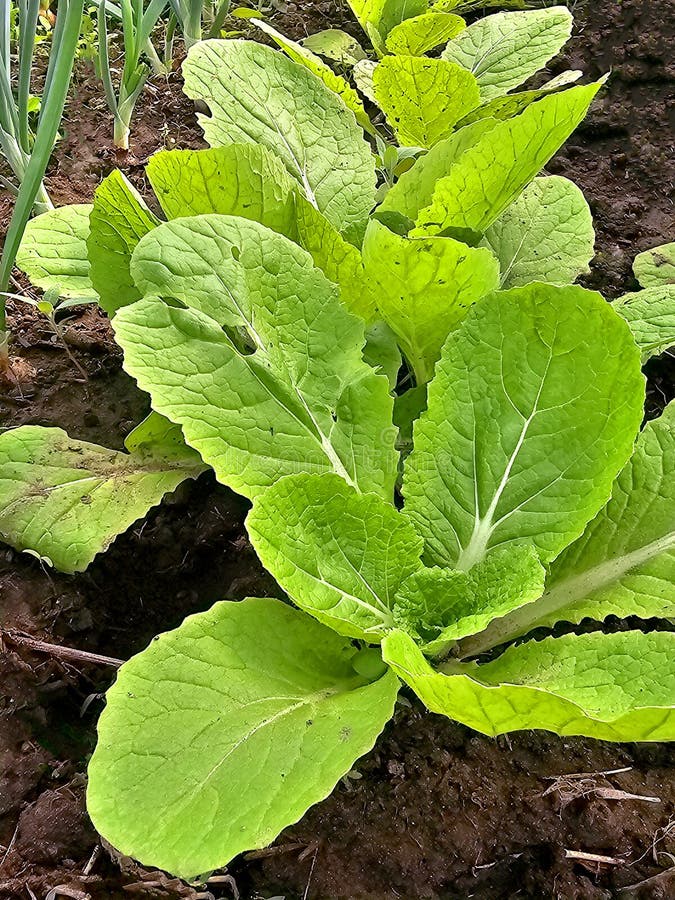 Chinese Cabbage Growing in the Vegetable Garden, Stock Photo - Image of ...
