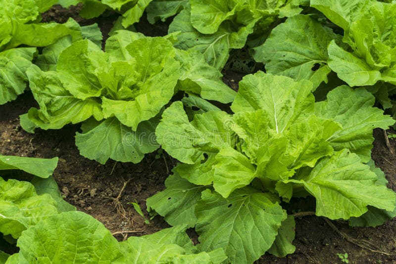 Chinese Cabbage is Grown in a Fully Grown Vegetable Plot,Cabbage ...