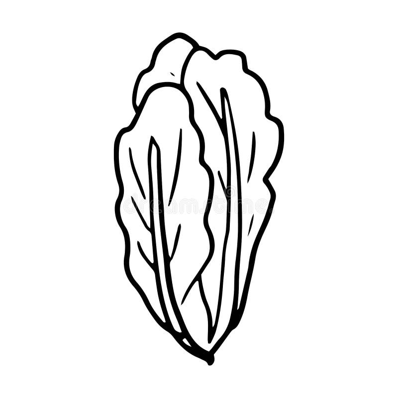 Chinese Cabbage Icon Stock Illustrations – 1,606 Chinese Cabbage Icon ...