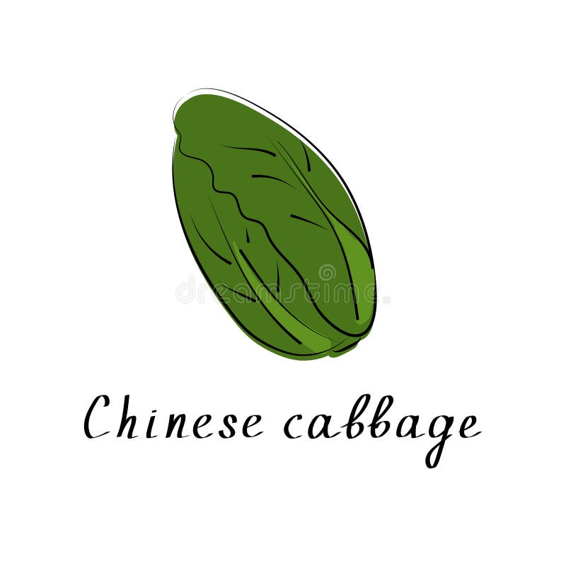 Chinese Cabbage. Illustration of Fresh Vegetable. Cartoon Pe-Tsai ...