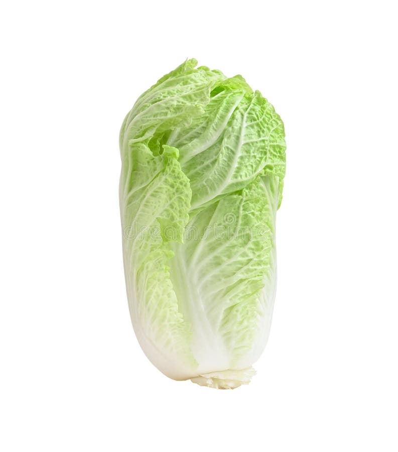 Napa Cabbage is a Type of Chinese Cabbage Isolated on White Background ...