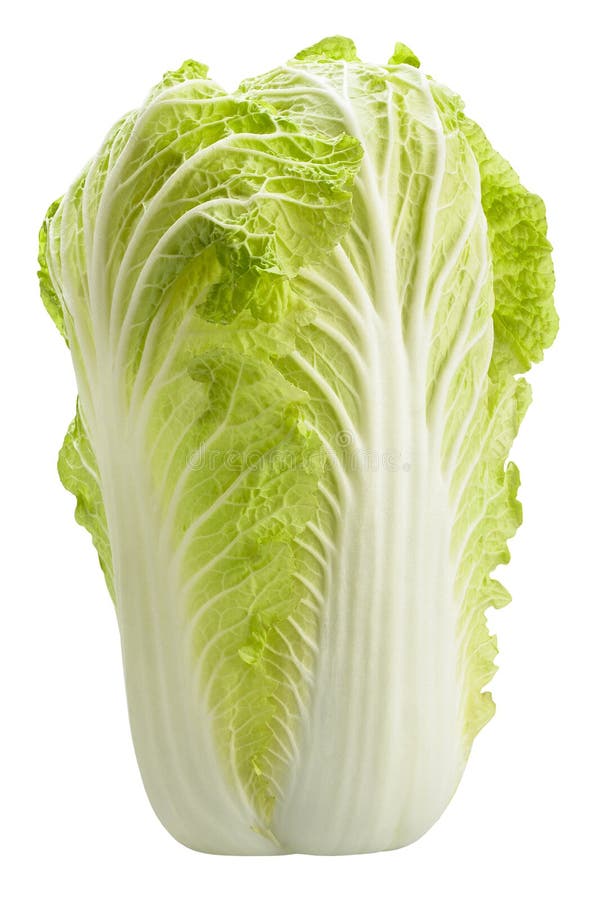 Chinese cabbage stock image. Image of vivid, nutrient - 65570543