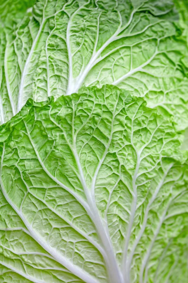 Chinese Cabbage Leaf Pattern Background Stock Photo - Image of leaf ...