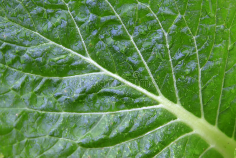 Chinese Cabbage leaves stock image. Image of plants - 216418971
