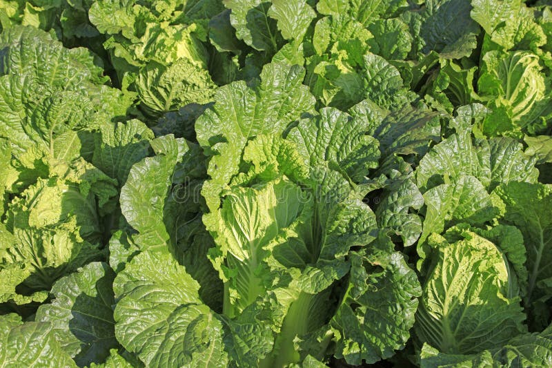 Chinese cabbage leaves stock photo. Image of east, gardening - 365706502