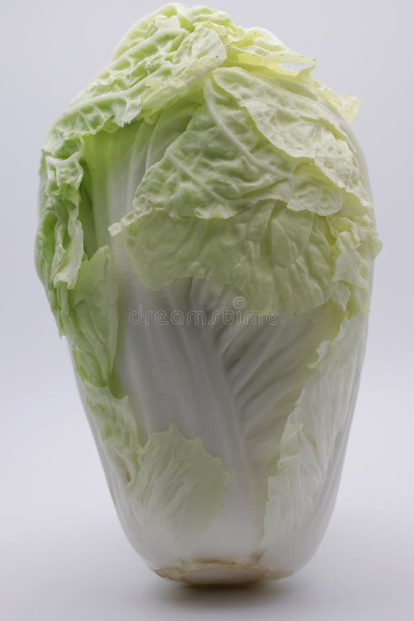 Chinese cabbage stock photo. Image of organic, healthy - 101318544