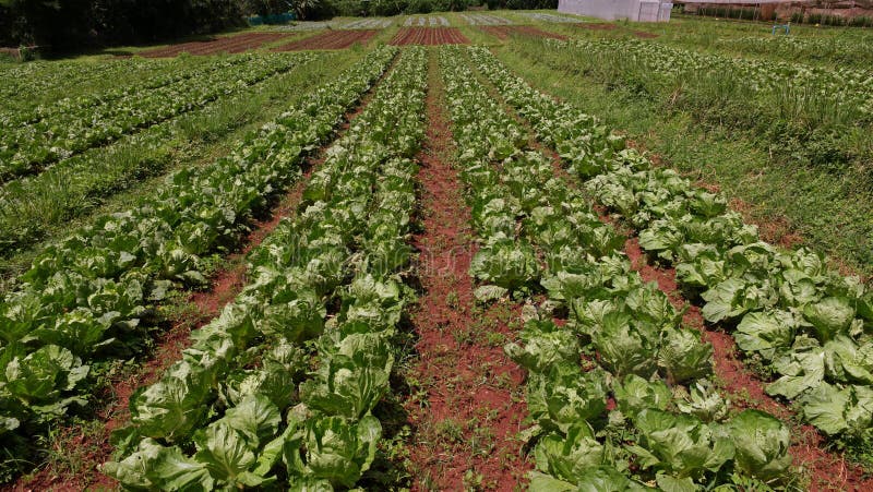 Chinese Cabbage on Production Farm Stock Image - Image of crop, land ...