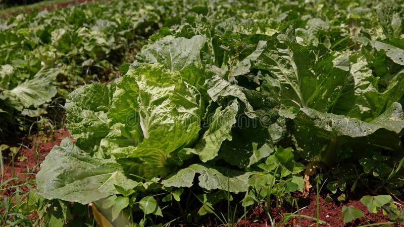 Chinese Cabbage on Production Farm Stock Image - Image of leafy, leaf ...