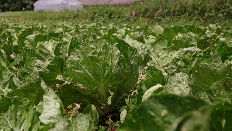 Chinese Cabbage on Production Farm Stock Photo - Image of environment ...