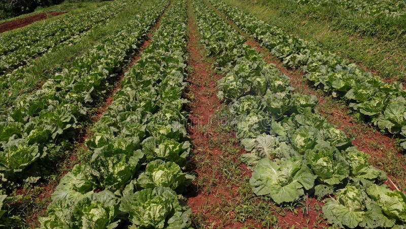 Chinese Cabbage on Production Farm Stock Image - Image of leaf, green ...