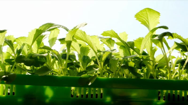 Chinese Cabbage Seedling.Growing Seedlings Stock Footage - Video of ... Chinese Cabbage Seedling.Growing Seedlings Stock Footage - Video of ...