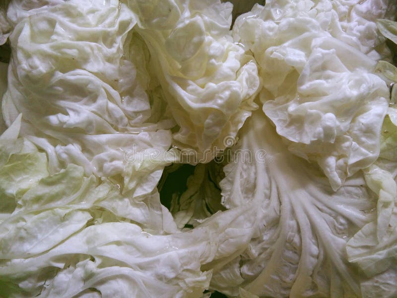 Chinese Cabbage Soaking in Water Stock Image - Image of vegetable ...