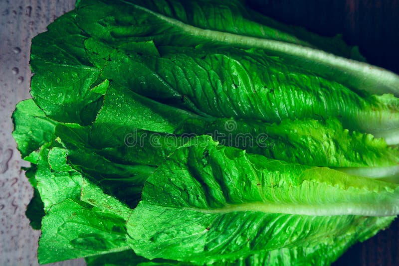 Chinese Cabbage on the Table with Drops of Water Stock Photo - Image of ...