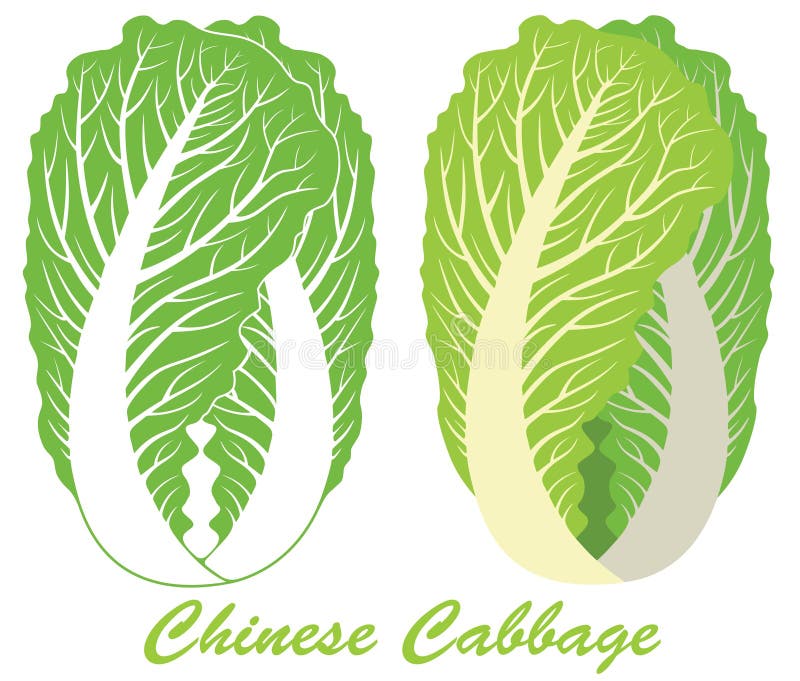 Chinese Cabbage stock vector. Illustration of sign, vegetable - 49590647
