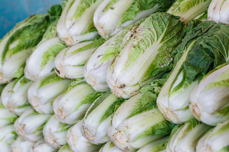 Chinese Cabbage,vegetable. stock photo. Image of leaves - 92167134