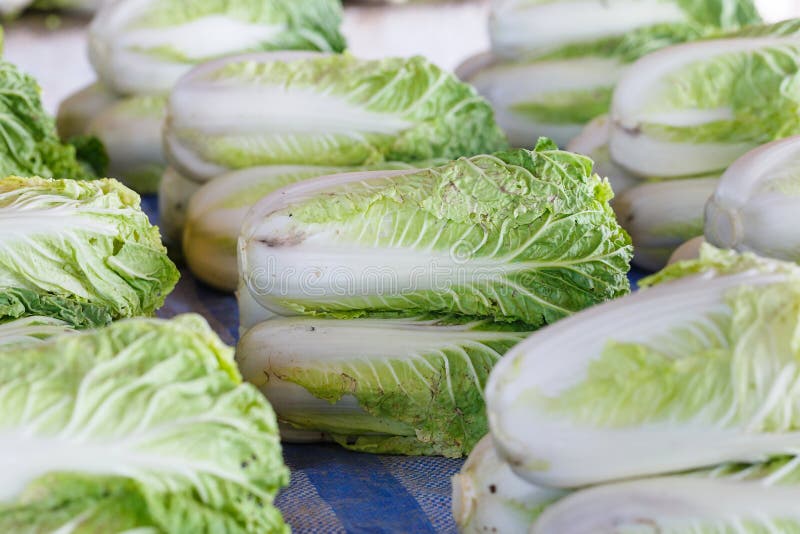 Chinese Cabbage,vegetable. stock photo. Image of grocery - 92167168