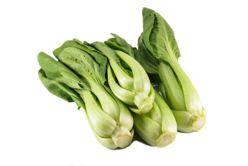 Chinese Cabbage Planting Water Hydroponics Stock Image - Image of fresh ...