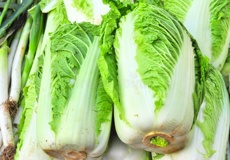 Chinese cabbages stock image. Image of onion, cabbage - 21601357