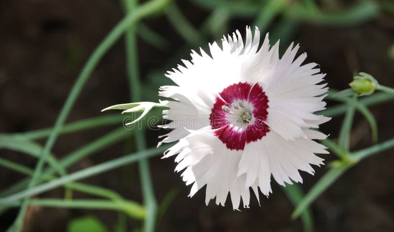 Chinese Carnation Flowers stock image. Image of chinese - 250904247