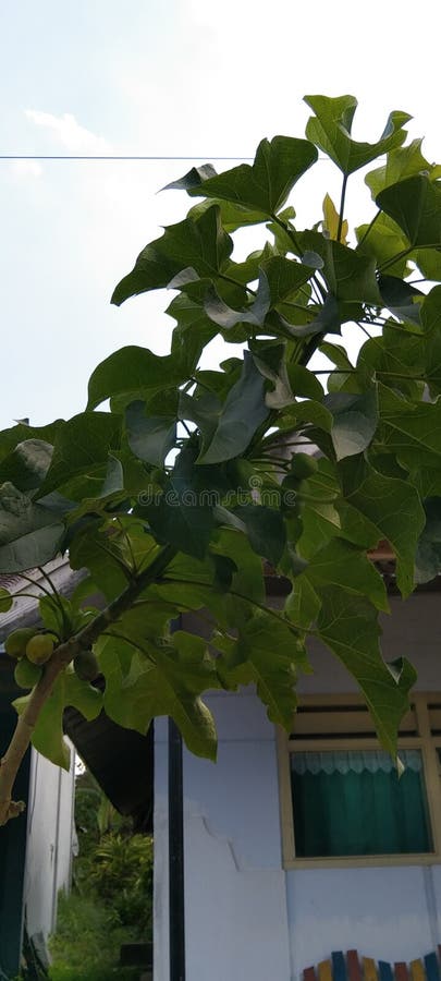 Chinese castor tree stock image. Image of shrub, chinese - 271665717