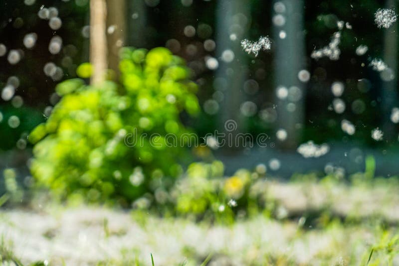 Catkins Flying All Over the Sky Stock Photo - Image of spring, blossom ...