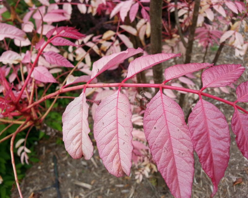 Toona Sinensis stock photo. Image of ingredient, food - 46359316
