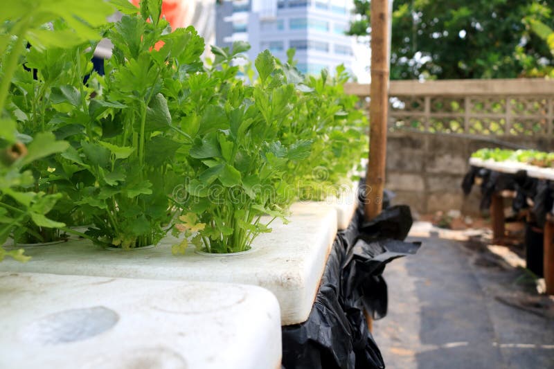 Chinese Celery Row on White Foam Box. Stock Image - Image of ingredient ...