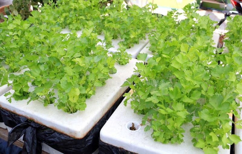 Chinese Celery on White Box in Hydroponic Method. Stock Photo - Image ...