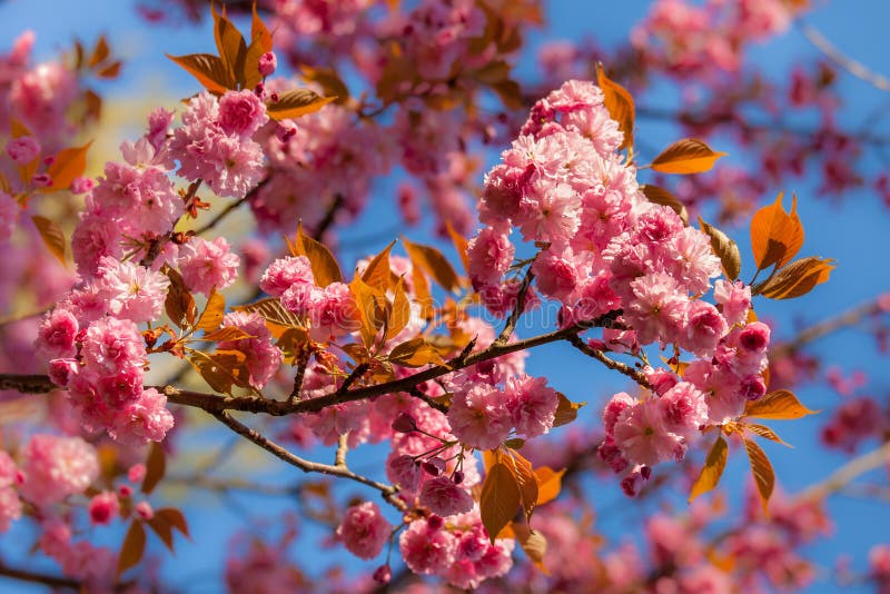 Chinese cherry stock photo. Image of bloom, blooming - 68892616