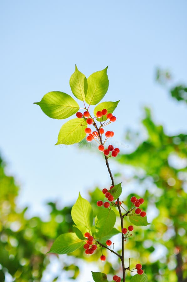 Chinese Cherry in Spring Against Blue Sky Stock Image - Image of breath ...