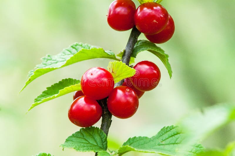 Chinese cherry on a branch stock photo. Image of garden - 73124958