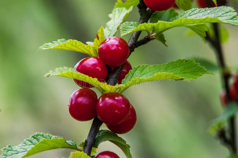 Chinese cherry on a branch stock image. Image of natural - 73124963