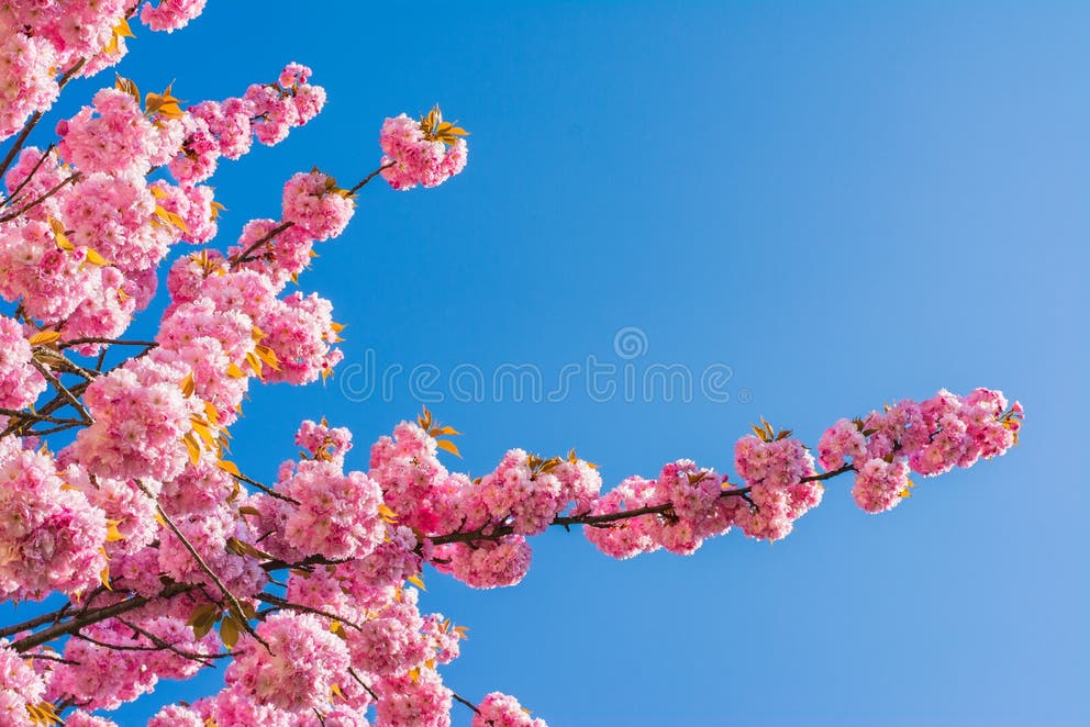 Chinese cherry tree stock image. Image of leaf, spring - 70401937
