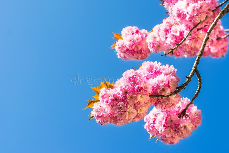 Chinese cherry tree stock photo. Image of nature, spring - 70403282
