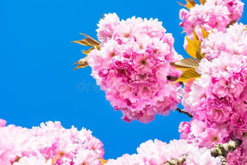 Chinese cherry tree stock photo. Image of green, spring - 70405172