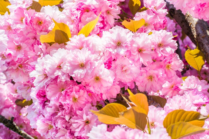 Chinese cherry tree stock photo. Image of leaf, chinese - 70403256