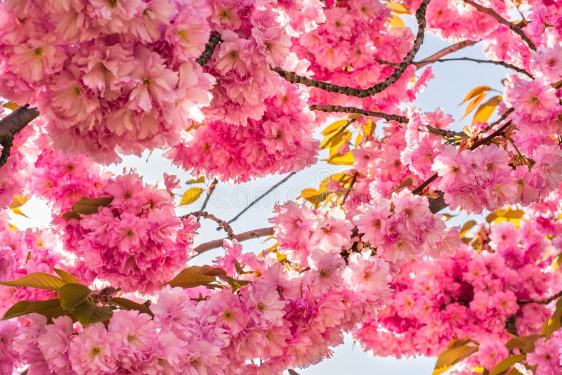 Chinese cherry tree stock image. Image of green, flowers - 70403273
